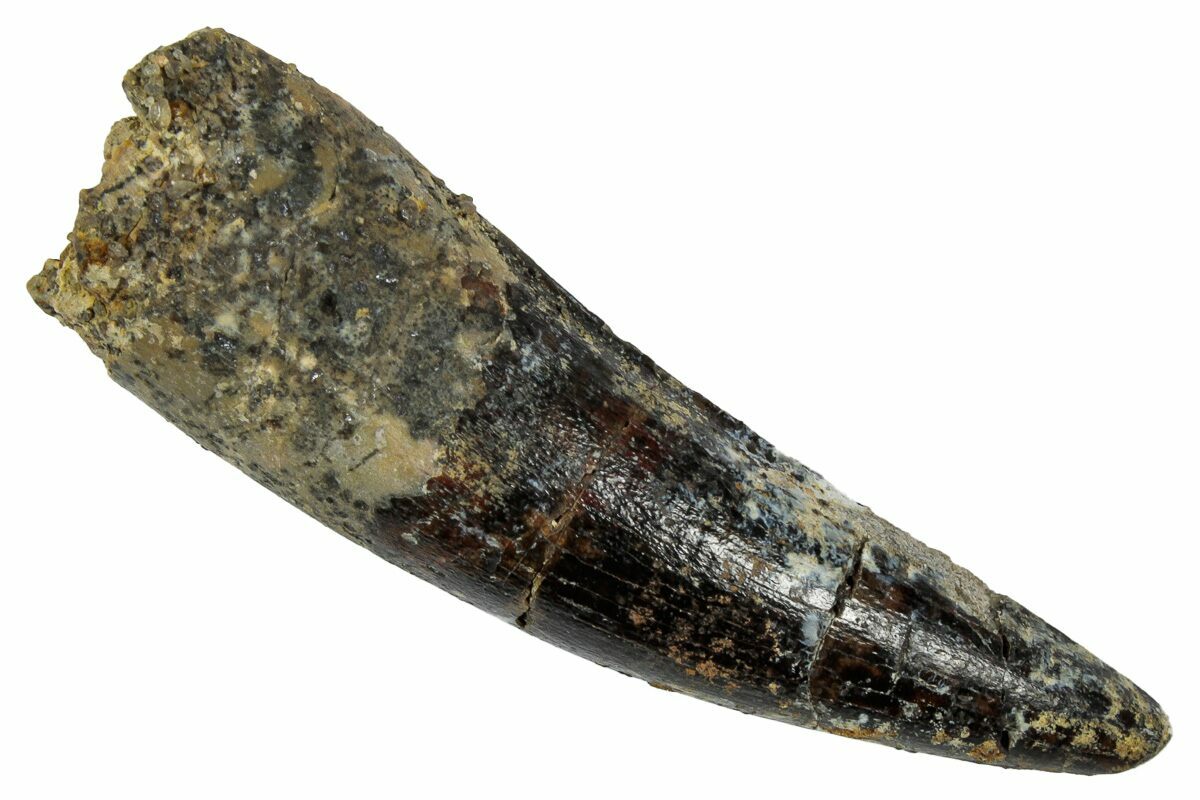 1.79" Fossil Spinosaurus Tooth - Real Dinosaur Tooth (#346802) For Sale ...