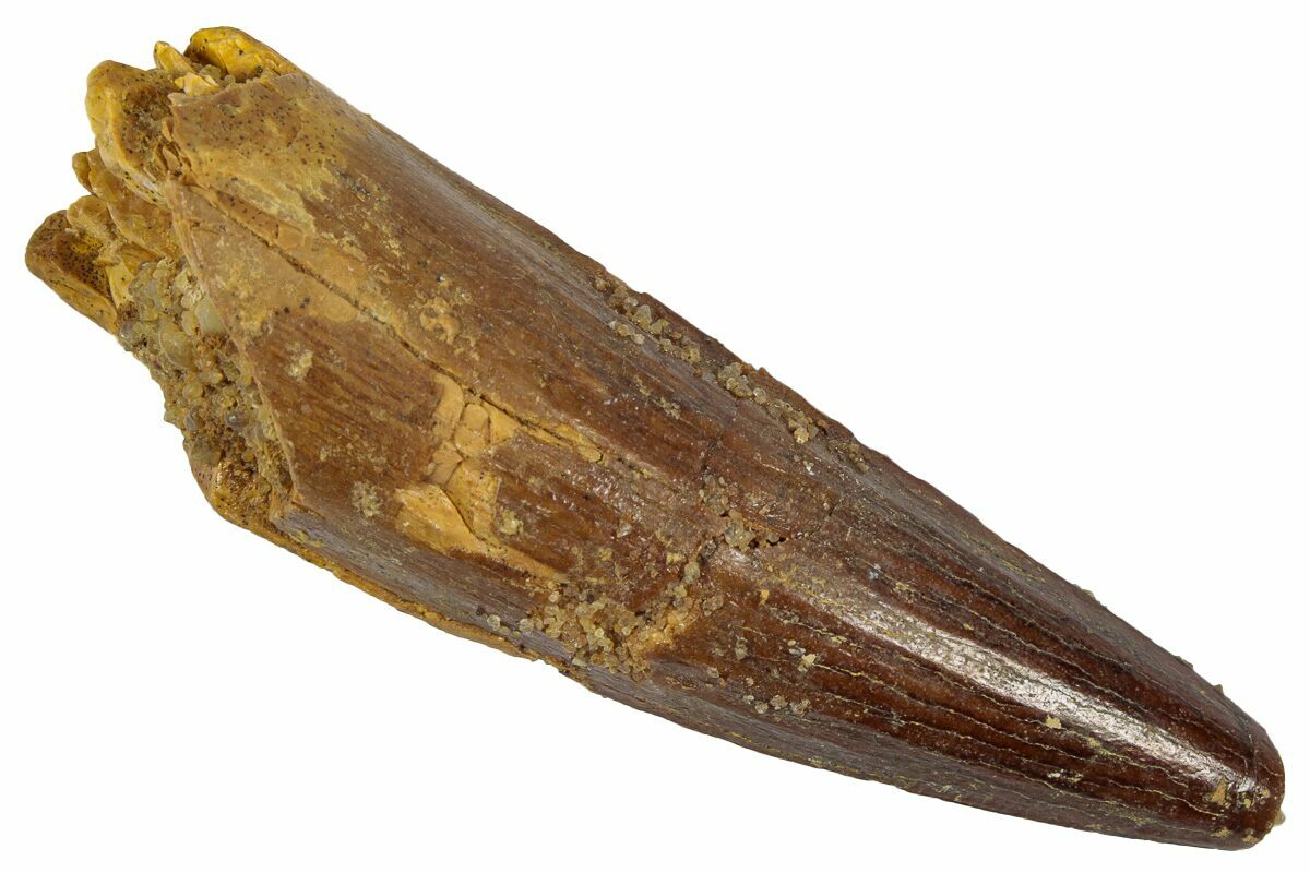 2.14" Fossil Spinosaurus Tooth - Real Dinosaur Tooth (#346819) For Sale ...