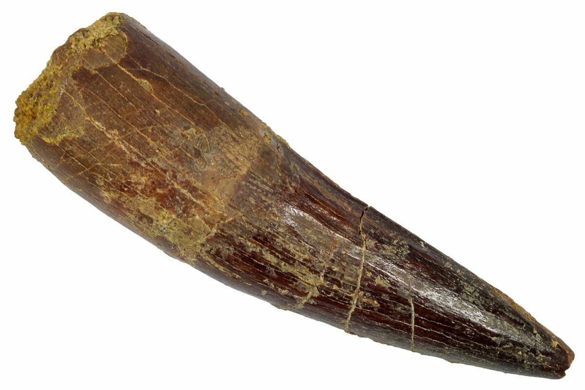 2.06" Fossil Spinosaurus Tooth - Real Dinosaur Tooth (#346869) For Sale ...