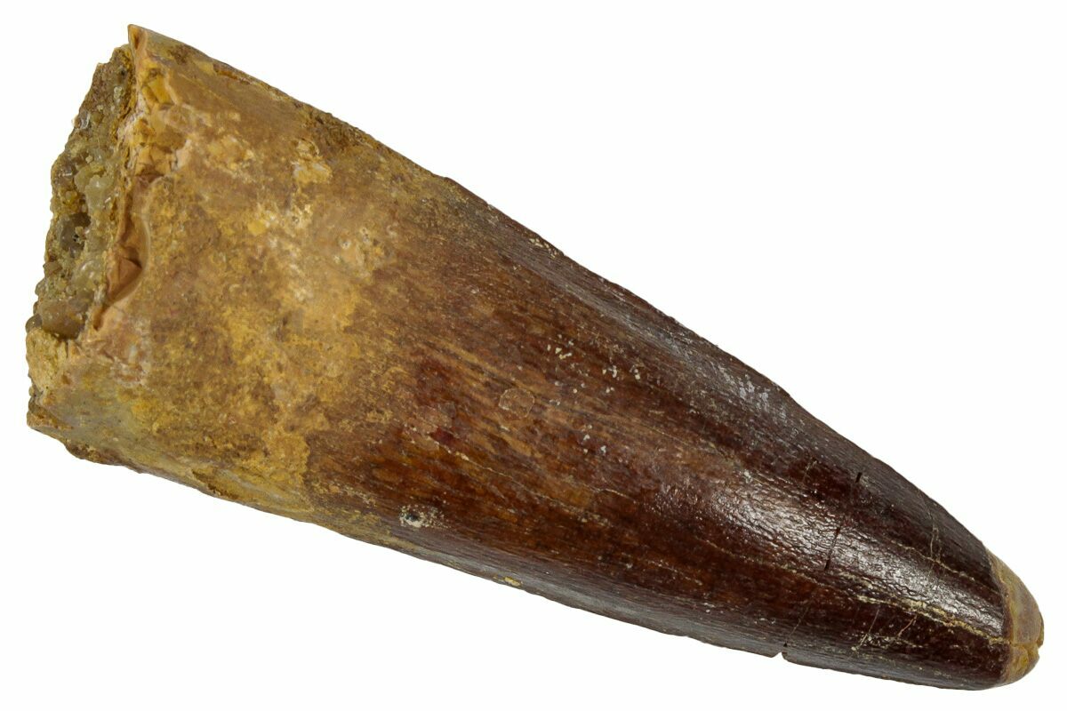 1.83" Fossil Spinosaurus Tooth - Real Dinosaur Tooth (#346870) For Sale ...