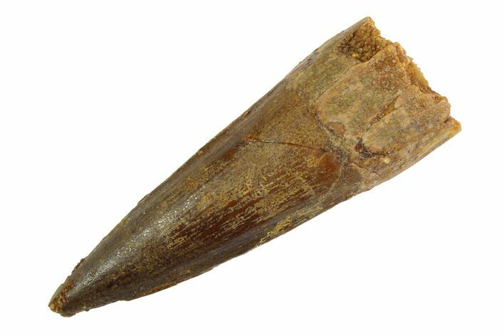 2.28" Fossil Spinosaurus Tooth - Real Dinosaur Tooth (#346875) For Sale ...