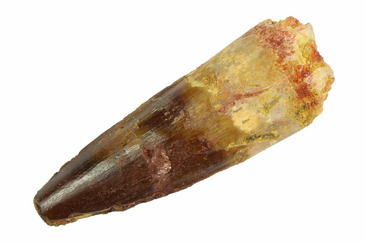 2.09" Fossil Spinosaurus Tooth - Real Dinosaur Tooth (#346877) For Sale ...