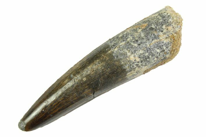 2.79" Fossil Spinosaurus Tooth - Real Dinosaur Tooth (#346880) For Sale ...