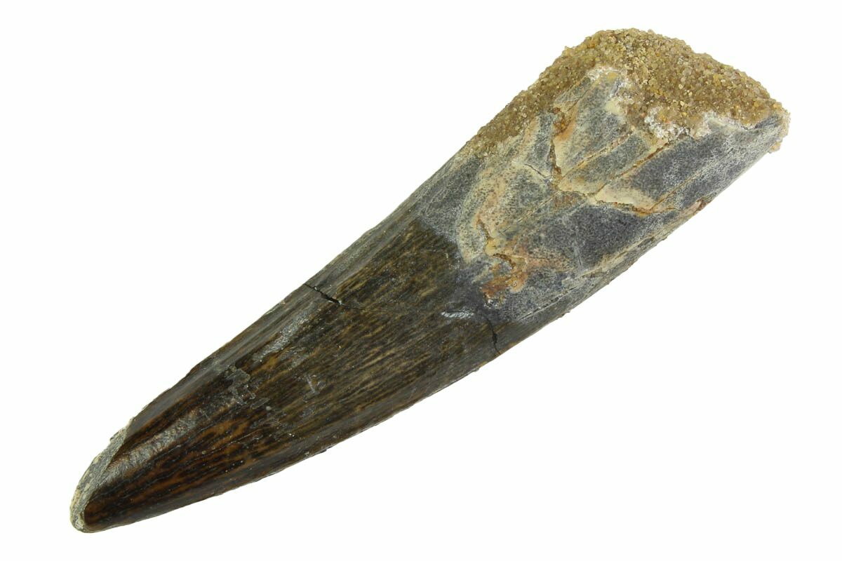 2.79" Fossil Spinosaurus Tooth - Real Dinosaur Tooth (#346880) For Sale ...