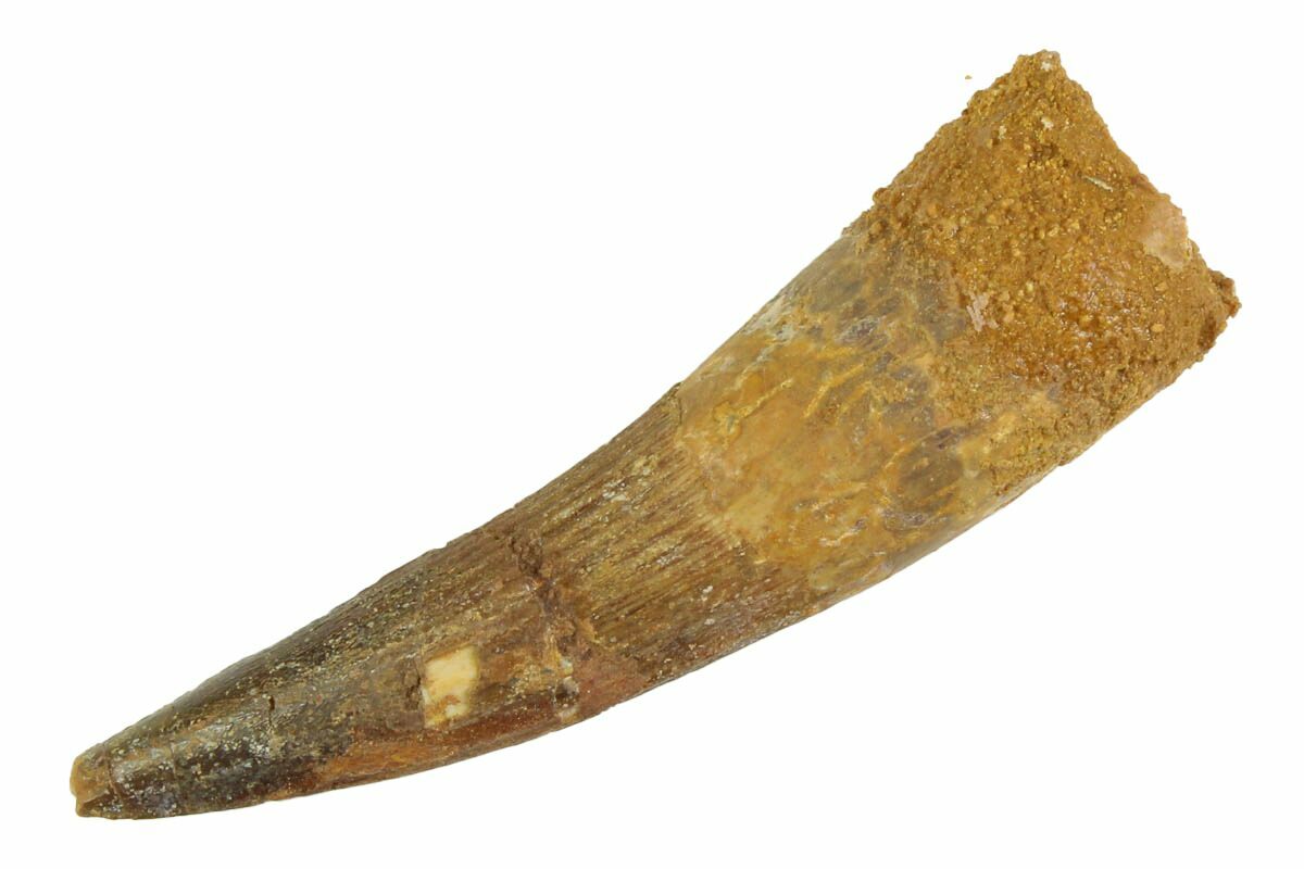 2.47" Fossil Spinosaurus Tooth - Real Dinosaur Tooth (#346897) For Sale ...