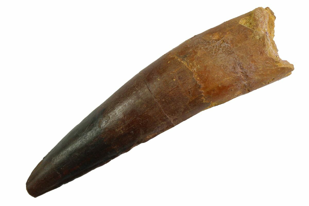 4.48" Real Fossil Spinosaurus Tooth - Huge Dinosaur Tooth (#346933) For ...