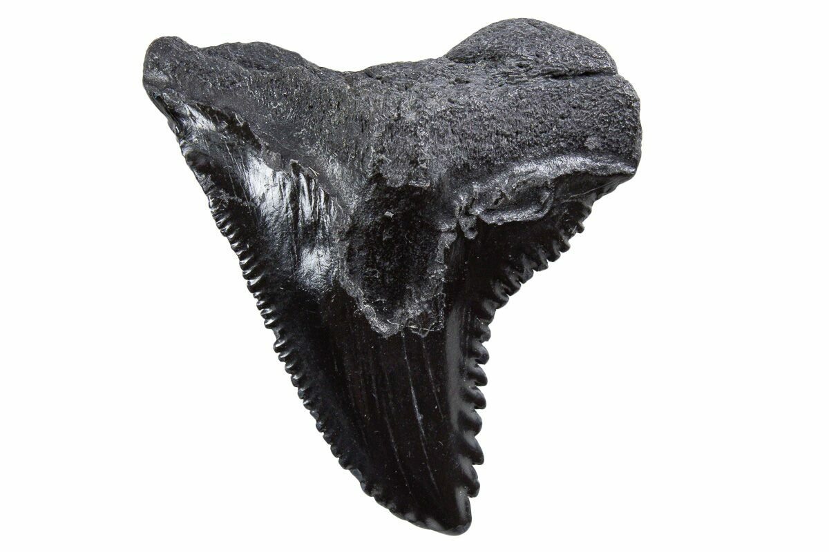 Large, 1.56" Snaggletooth Shark (Hemipristis) Tooth - South Carolina ...