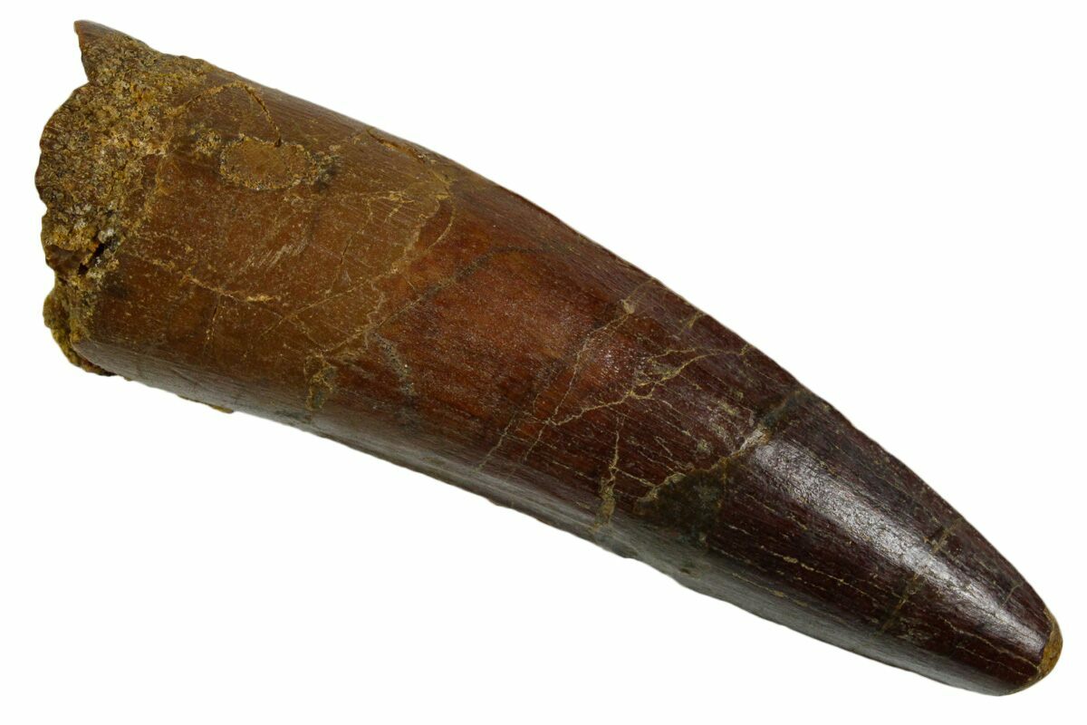 2.63" Fossil Spinosaurus Tooth - Real Dinosaur Tooth (#346902) For Sale ...