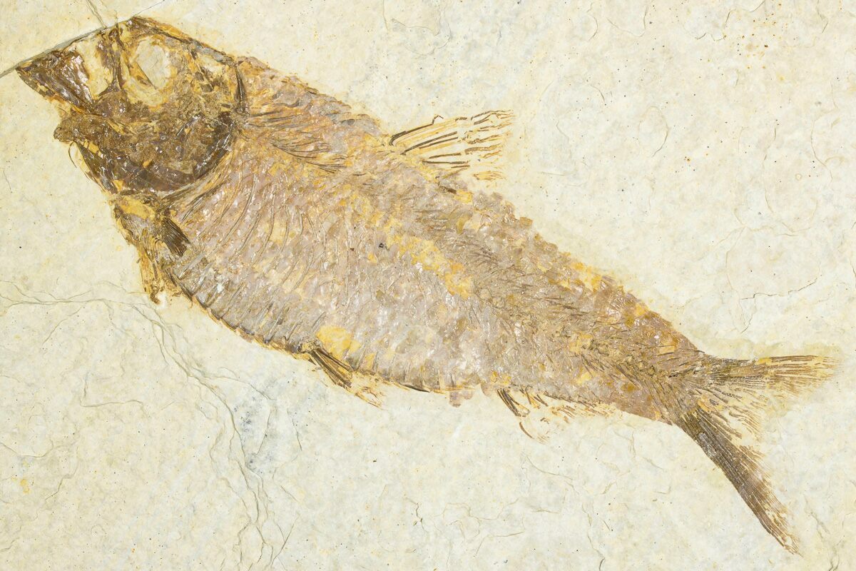 5.2" Detailed Fossil Fish (Knightia) - Wyoming (#348116) For Sale ...