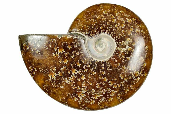 3.5" Polished Ammonite (Cleoniceras) Fossil - Madagascar (#348490) For ...