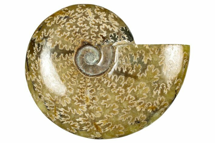 3.7" Polished Ammonite (Cleoniceras) Fossil - Madagascar (#348491) For ...