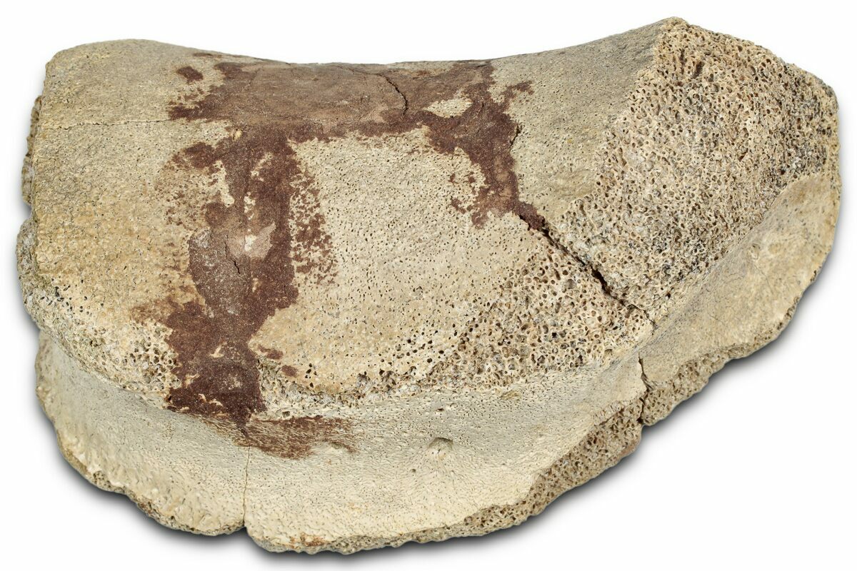 3.4" Fossil Hadrosaur Phalanx (Toe) Bone - Wyoming (#349474) For Sale ...