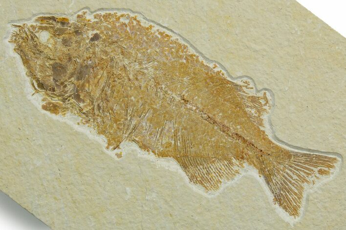 5.2" Uncommon Fish (Phareodus) Fossil - Wyoming (#349630) For Sale ...