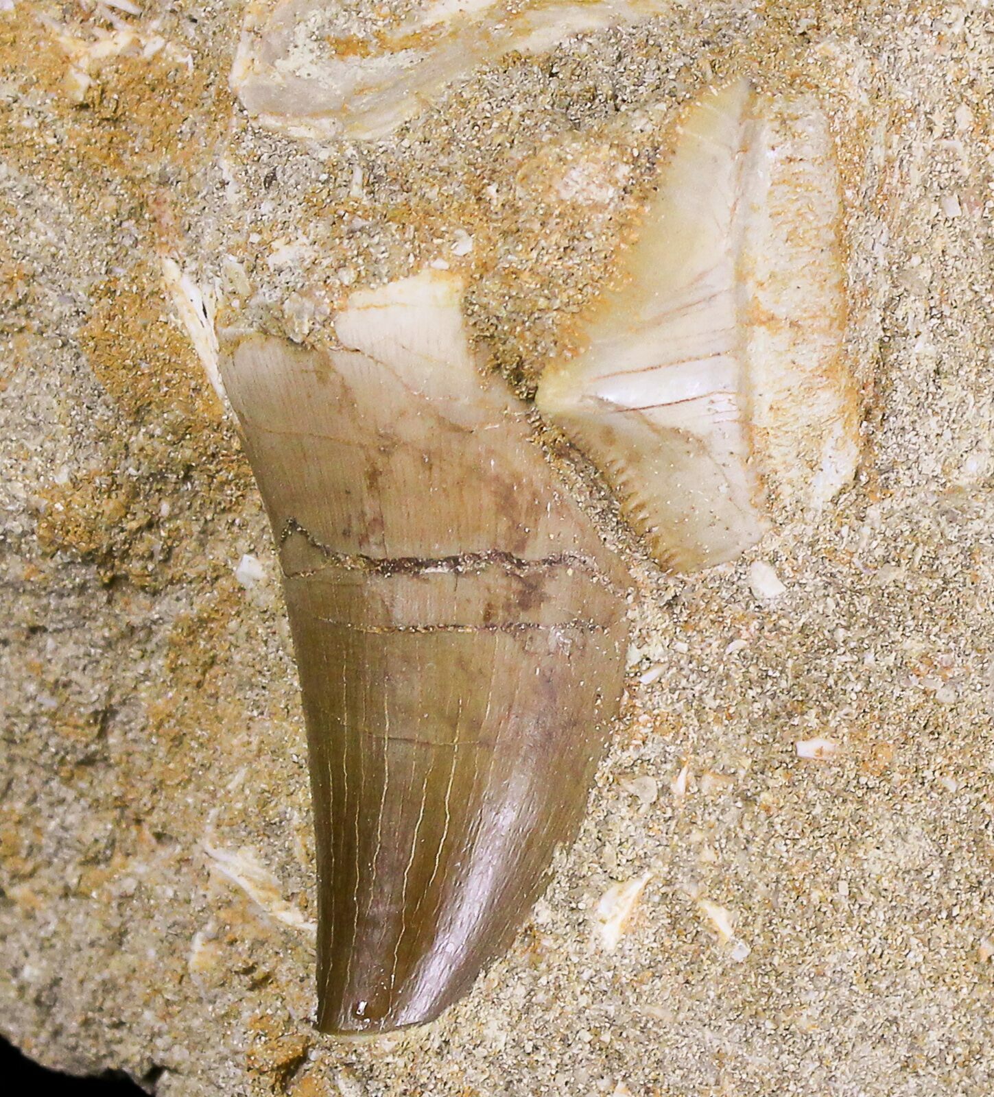 1.3" Mosasaur (Prognathodon) Tooth With Other Fossils (#18759) For Sale ...