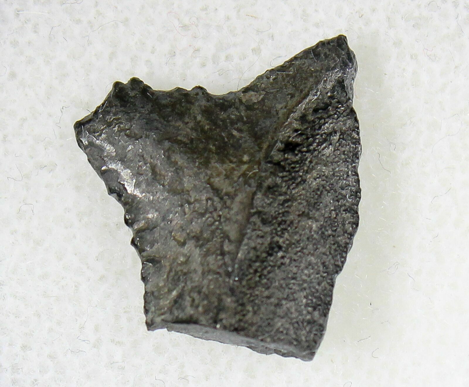 Bizarre Edestus Shark Tooth - Illinois (#18686) For Sale - FossilEra.com