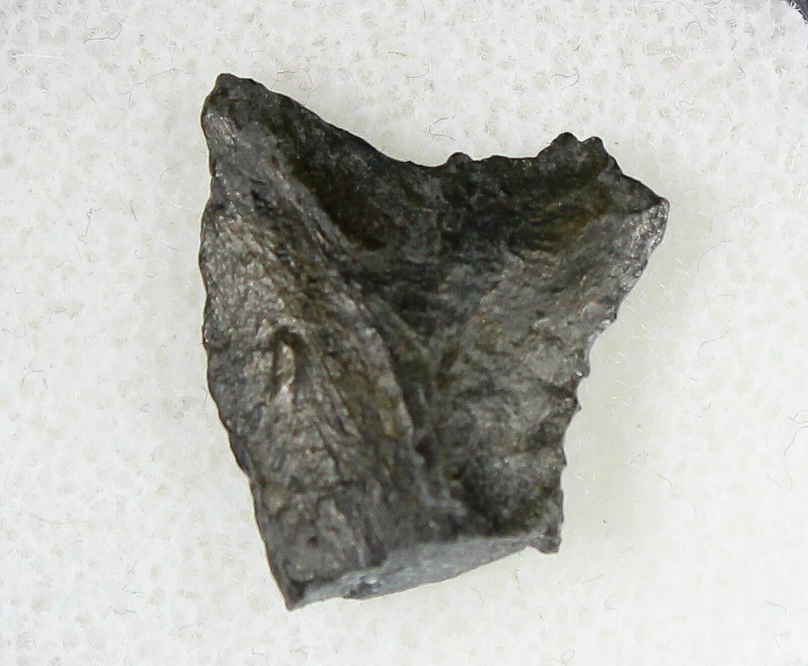 Bizarre Edestus Shark Tooth - Illinois (#18686) For Sale - FossilEra.com