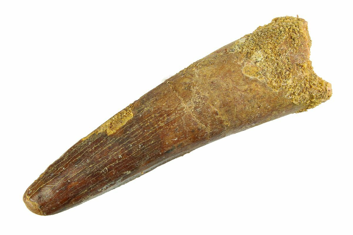 2.39" Fossil Spinosaurus Tooth - Real Dinosaur Tooth (#351554) For Sale ...
