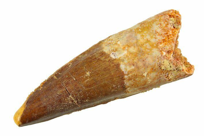 2.11" Fossil Spinosaurus Tooth - Real Dinosaur Tooth (#351564) For Sale ...