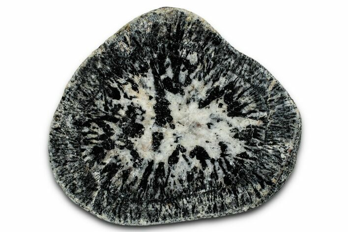 3.7" Polished Orbicular Granite Section - Western Australia (#353164 ...