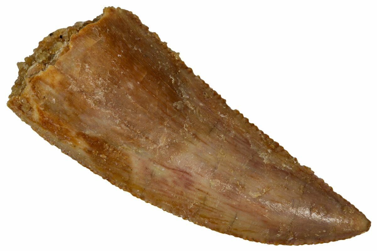 Serrated 1.07" Raptor Tooth - Real Dinosaur Tooth (#353384) For Sale ...