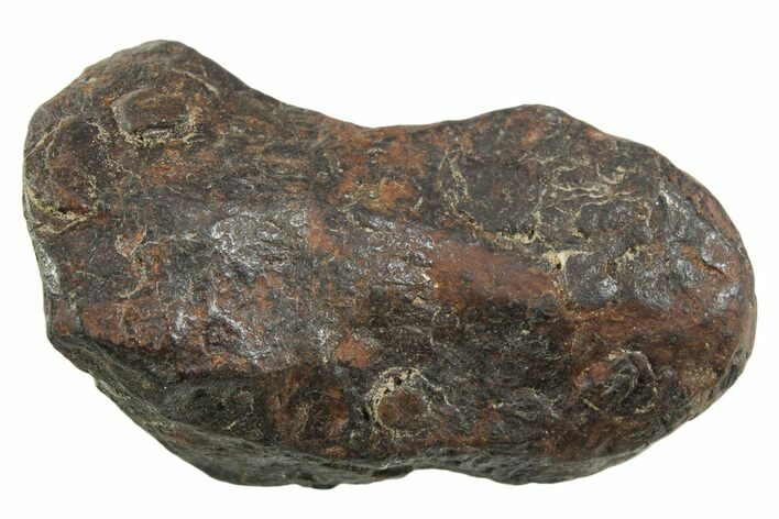 1.51" Canyon Diablo Iron Meteorite (40.97 g) - Arizona (#356096) For ...