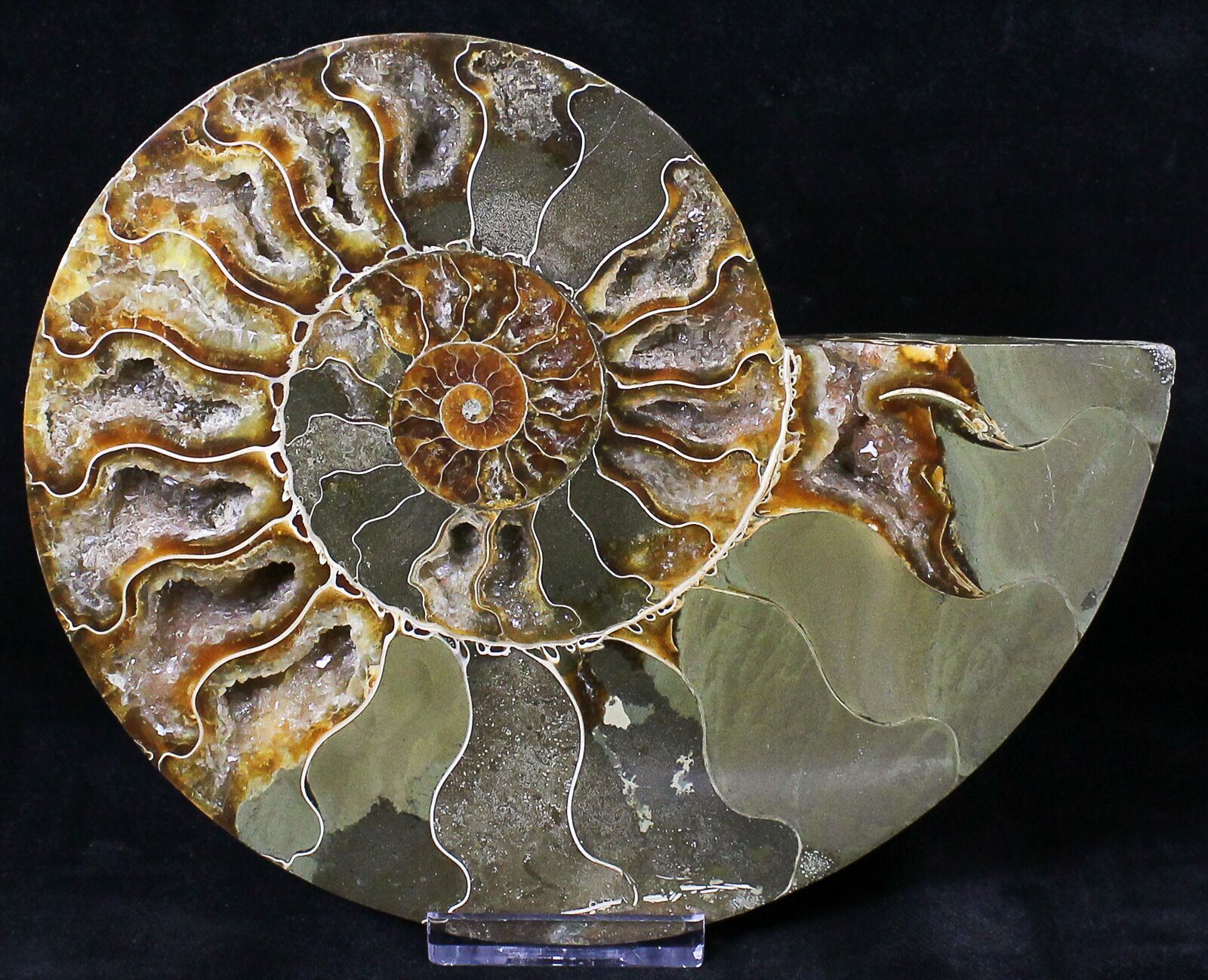 6.1" Split Agatized Ammonite - 110 Million Years (#18826) For Sale ...