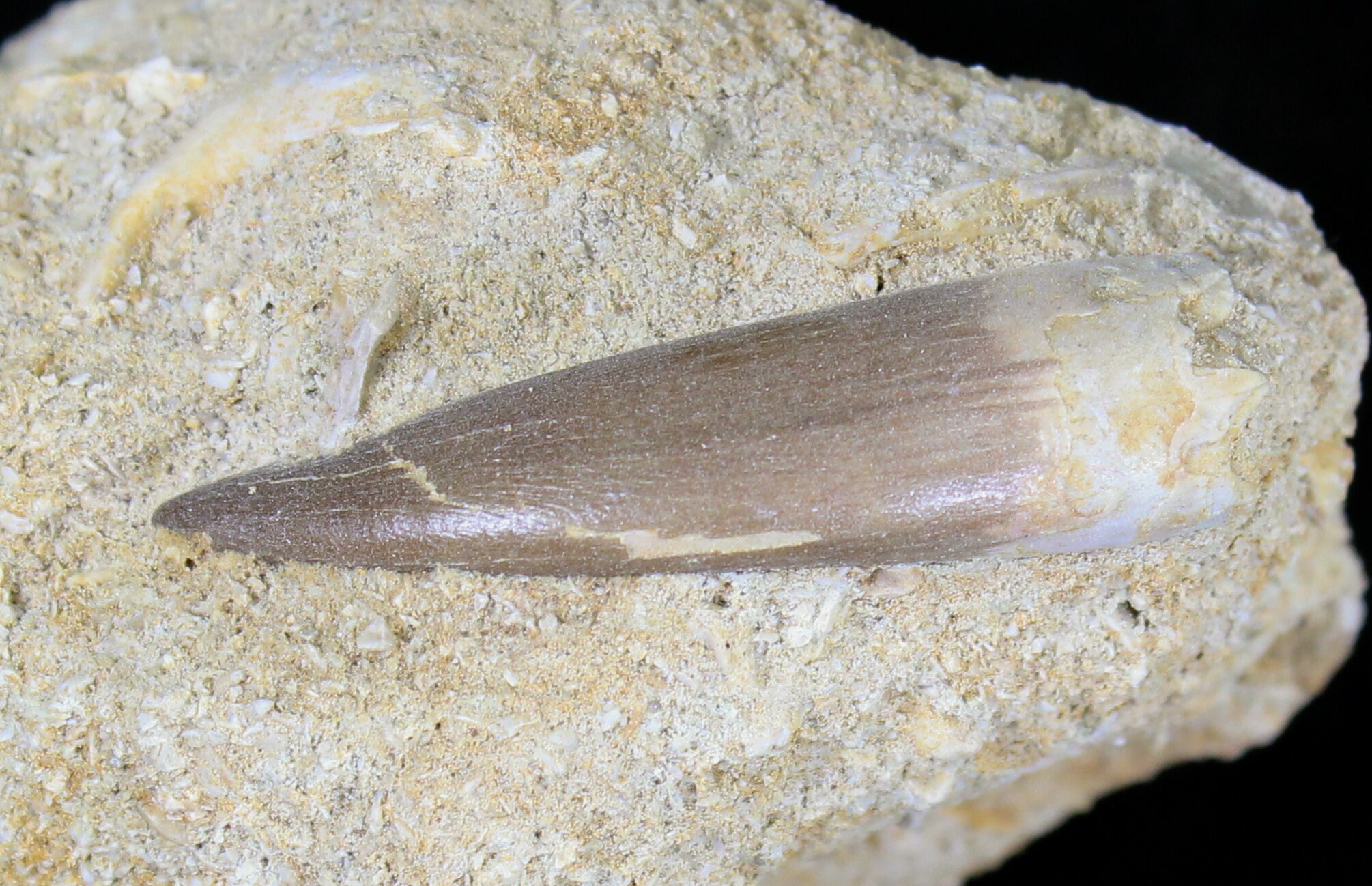 2" Fossil Plesiosaur Tooth (#19085) For Sale - FossilEra.com