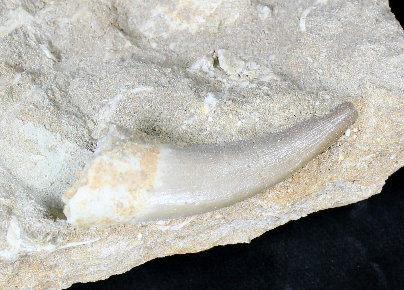 2" Fossil Plesiosaur Tooth In Matrix For Sale (#19090) - FossilEra.com