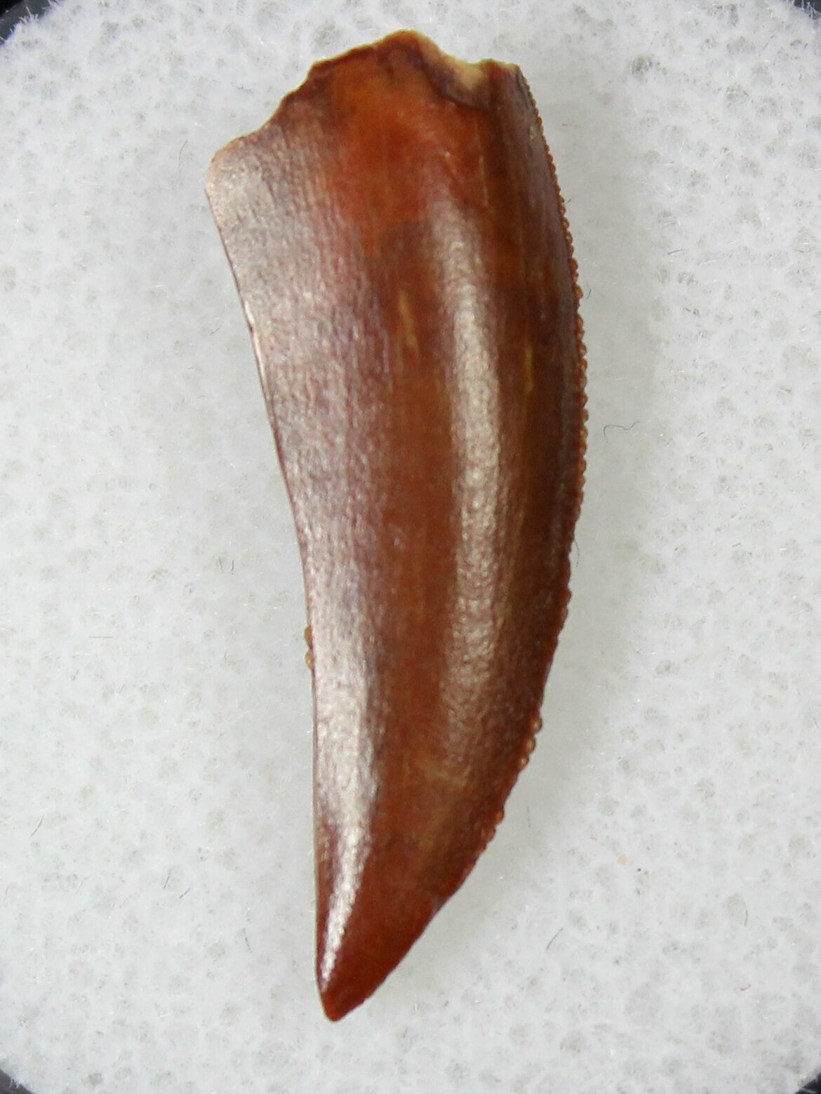 Bargain Raptor Tooth From Morocco - .94" (#19172) For Sale - FossilEra.com