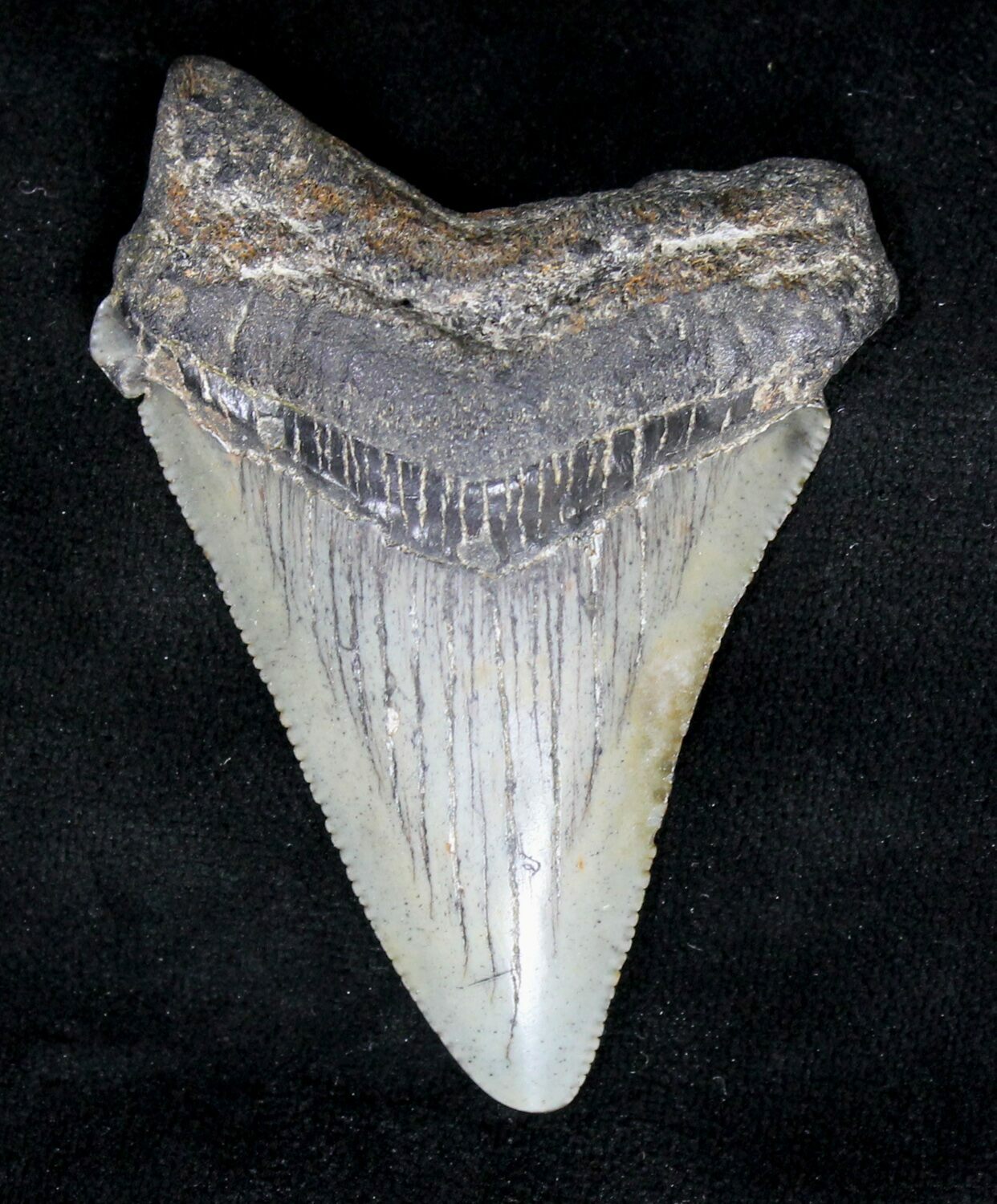 Bargain 2.31" Angustidens Tooth - Megalodon Ancestor (#19159) For Sale ...