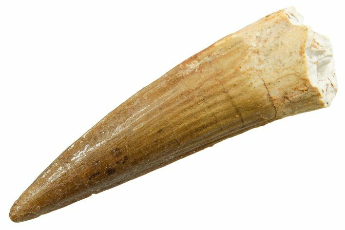 2.35" Fossil Spinosaurus Tooth - Real Dinosaur Tooth (#364220) For Sale ...