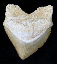 Fossil Squalicorax (Crow Shark) Shark Tooth For Sale - FossilEra.com