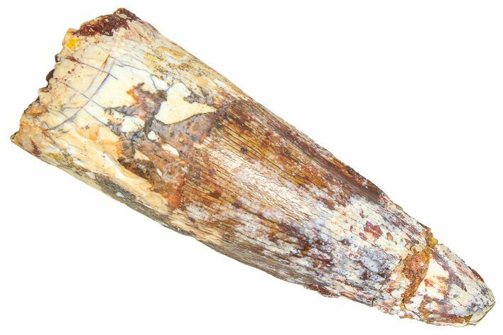 2.01" Fossil Spinosaurus Tooth - Real Dinosaur Tooth (#366472) For Sale ...