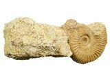 1.45" Jurassic Ammonite (Garantiana) Fossil - Évrecy, France (#367865 ...