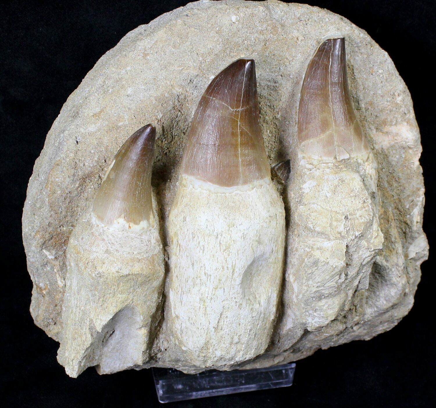 Impressive Mosasaur (Prognathodon) Jaw Section - 6.4" For Sale (#19687 ...