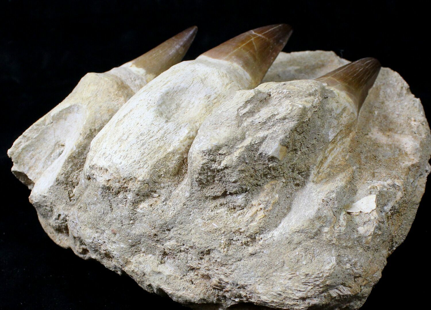 Impressive Mosasaur (Prognathodon) Jaw Section - 6.4" For Sale (#19687 ...
