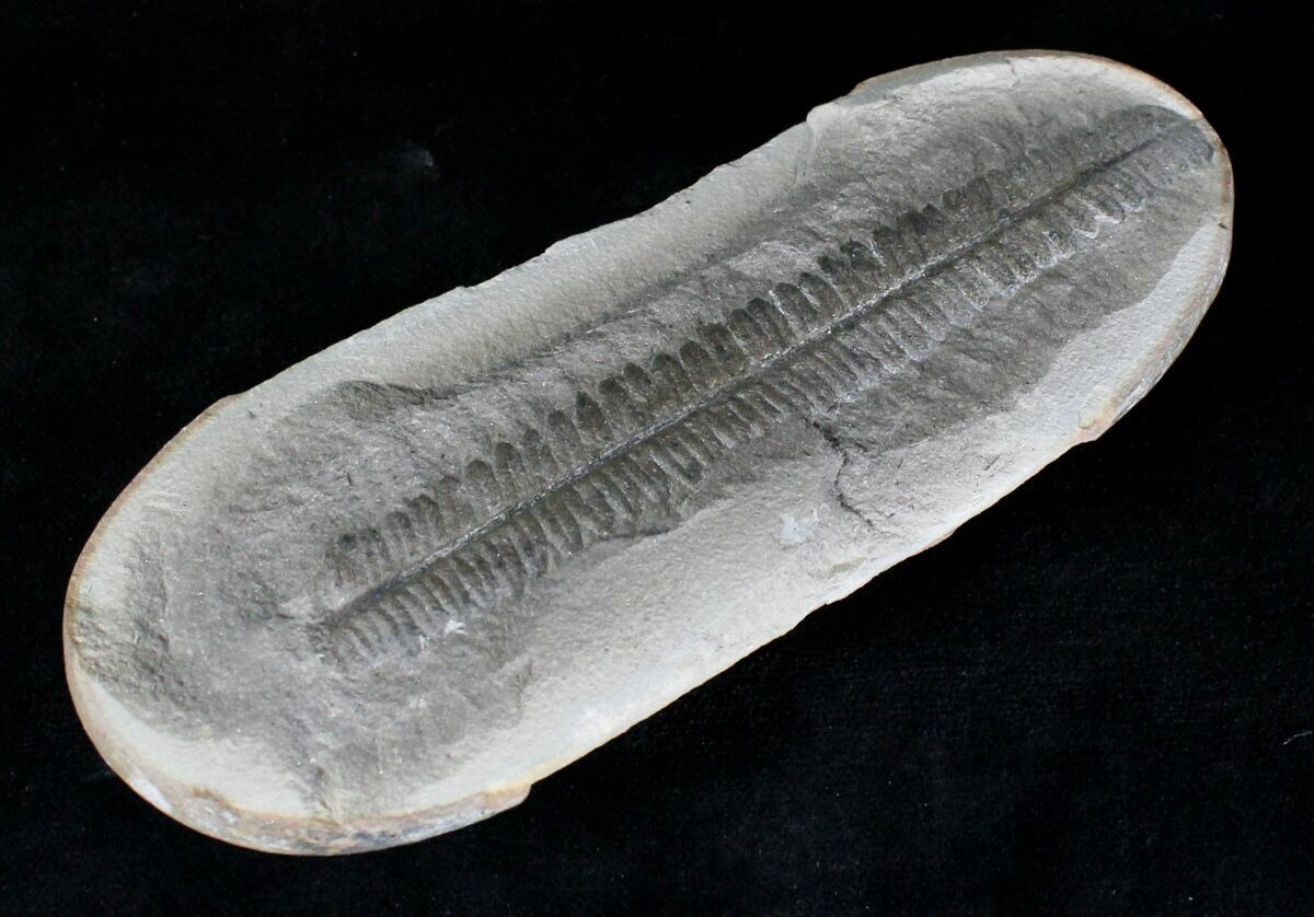 4.2" Large & Detailed Pecopteris Frond - Mazon Creek (#20001) For Sale ...