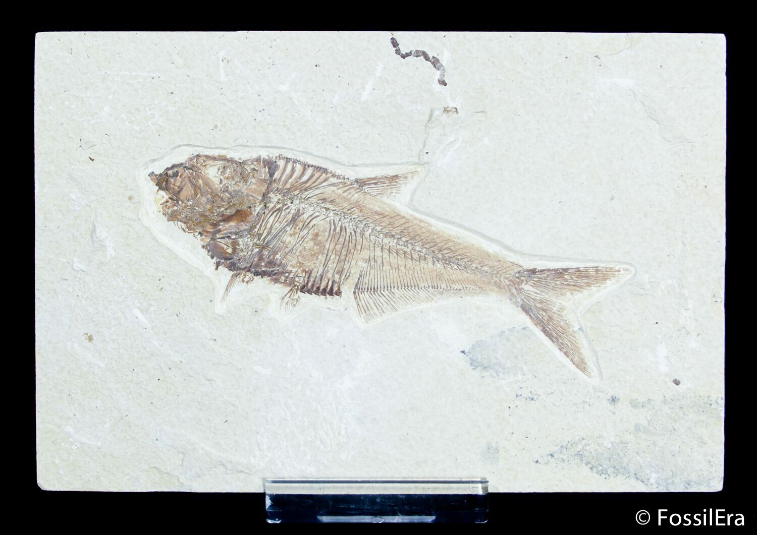 4 3/4 Inch Diplomystus Fossil Fish (#3084) For Sale - FossilEra.com