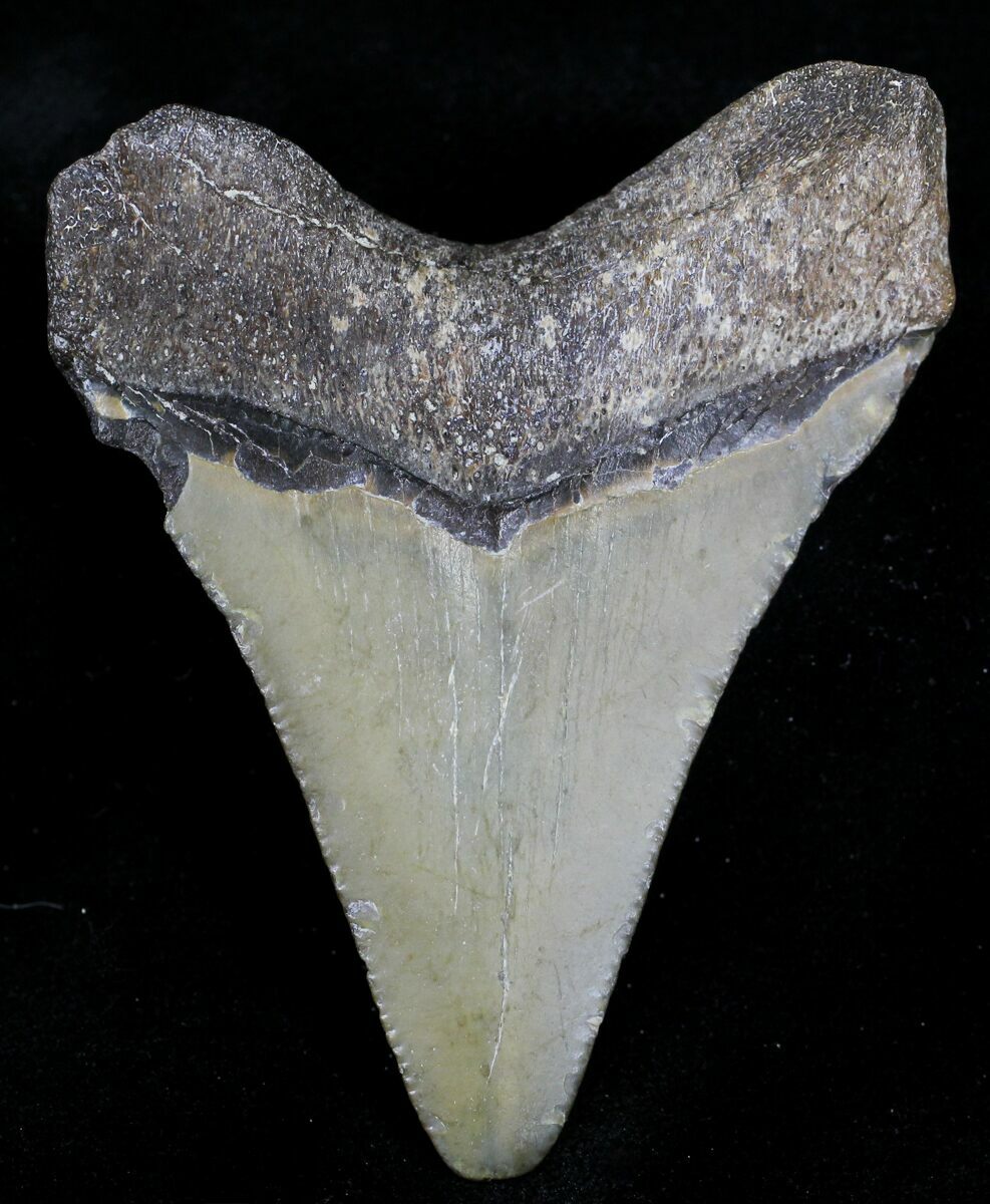 Bargain 2.63" Bone Valley Megalodon Tooth (#21577) For Sale - FossilEra.com