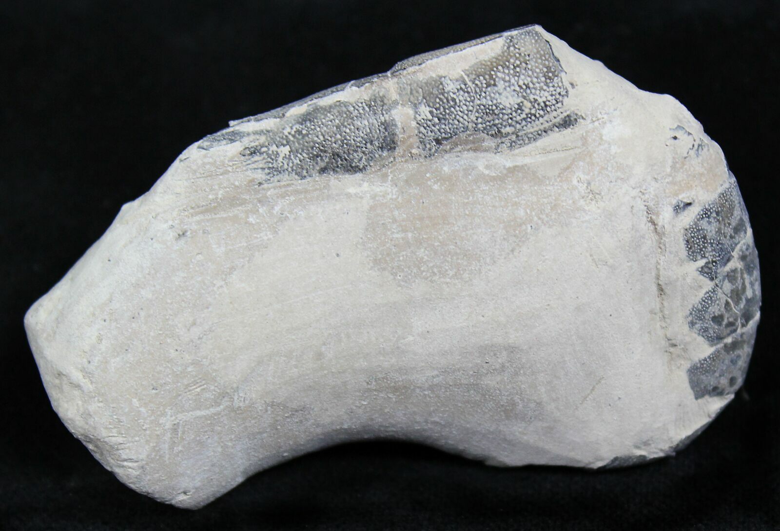 Juvenile Fossil Lobster - Eocene, London Clay (#22085) For Sale ...