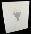 4.6" Jurassic Eryon (Decapod Crustacean) - Germany (#22448) For Sale ...