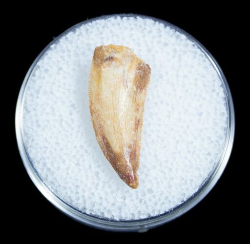 Dromaeosaur Tooth From Morocco (#3324) For Sale - FossilEra.com